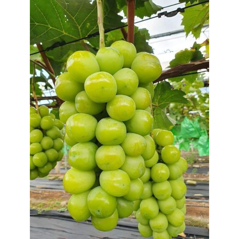 Jual Bibit anggur import Shine muscat Korea RS T5c, kober5bb dan so4 ...