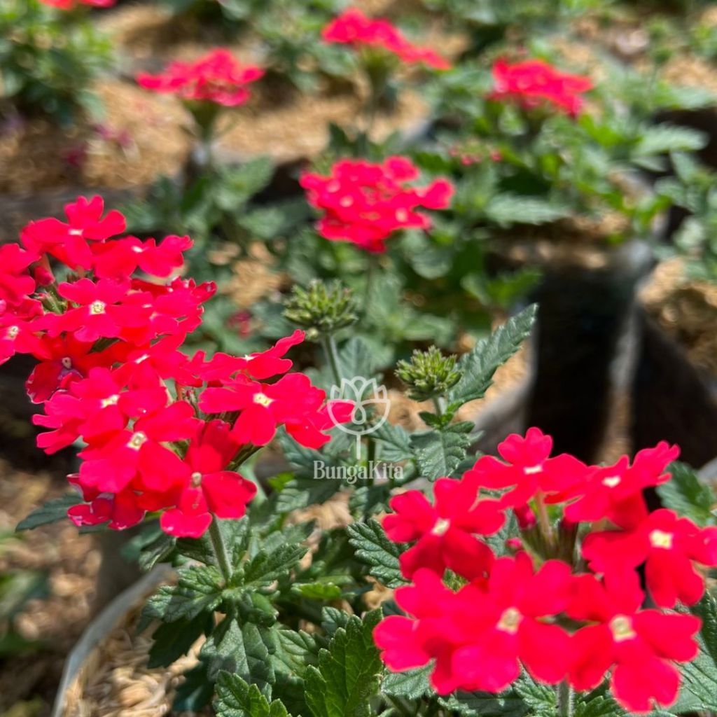 Jual BUNGA VERBENA X HYBRIDA MERAH | Shopee Indonesia