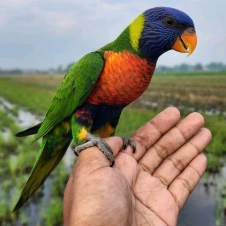 Jual RED COLLARED LORIKEET/AUSTRALIAN LORY FREE FLY KARAKTER SUPER ...