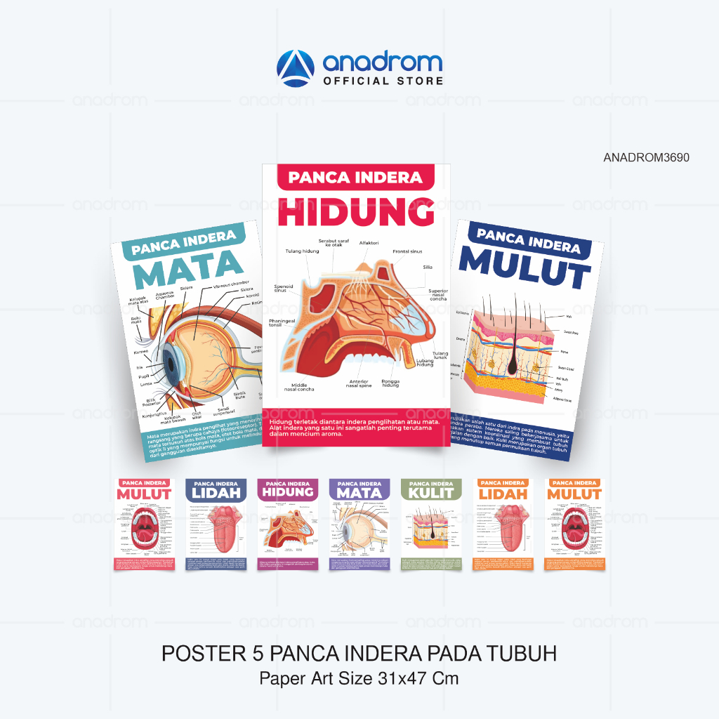 Jual Poster 5 Panca Indera Pada Tubuh | Poster Promosi Edukasi ...