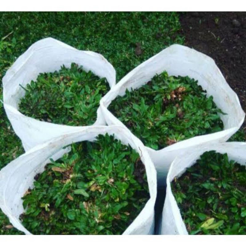 Jual PETANI MILENIAL- Rumput Gajah Mini FULL 1 Karung | Shopee Indonesia