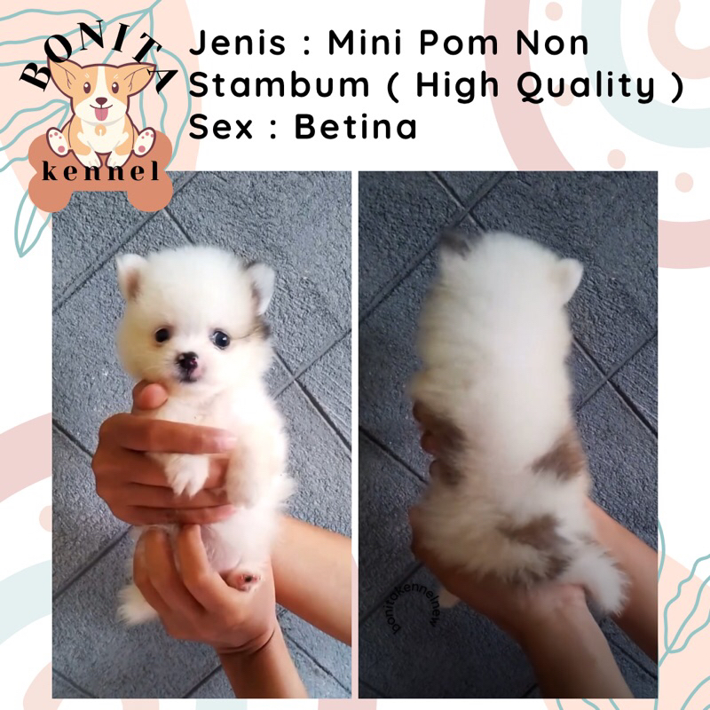Jual Mini Pomeranian Non Stambum Particolor Black Tan Anakan Anjing ...