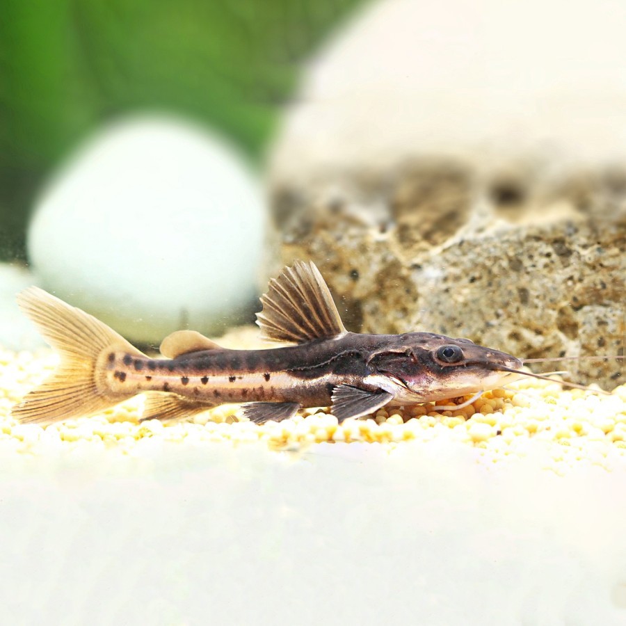 Jual Ikan Hias Leopard Catfish / Ikan Predator Aquarium Kolam | Shopee ...