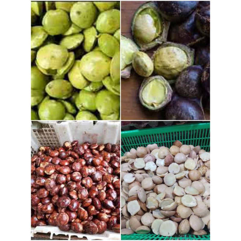 Jual Jengkol tua, jengkol muda, jengkol rebus, jengkol lalap | Shopee ...