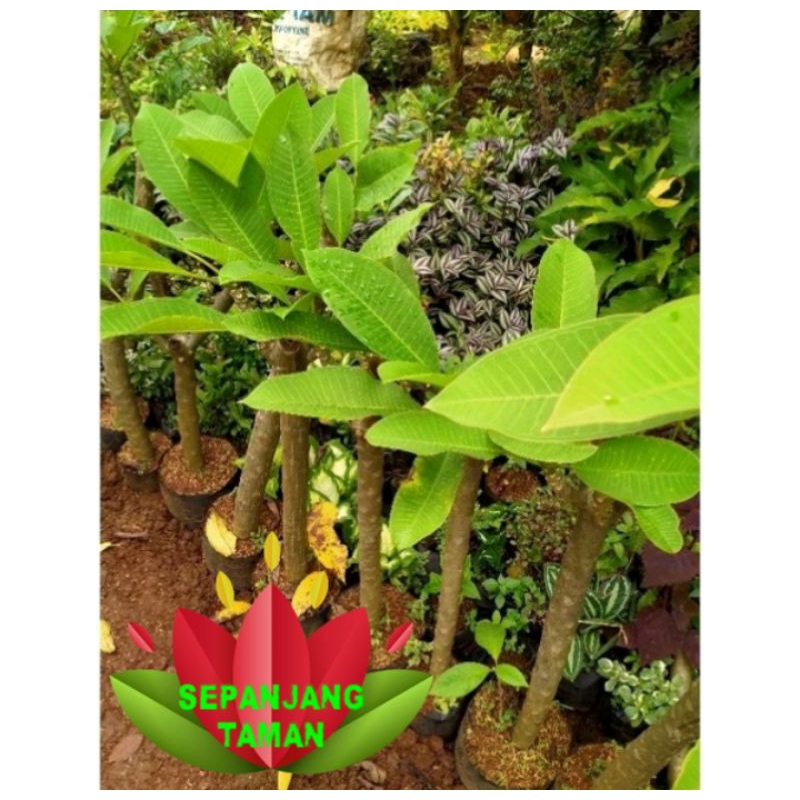 Jual Tanaman Hias Kamboja Bali Bunga Black Moon Tinggi ± 1 Meter/ Stek ...