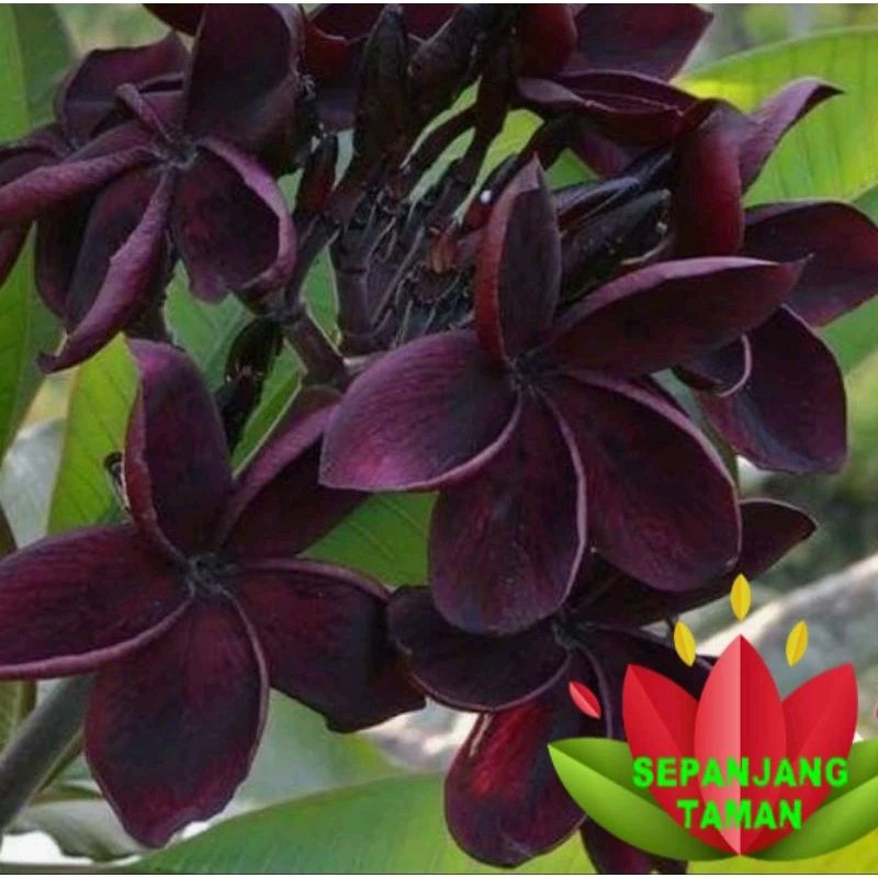 Jual Tanaman Hias Kamboja Bali Bunga Black Moon Tinggi ± 1 Meter/ Stek ...