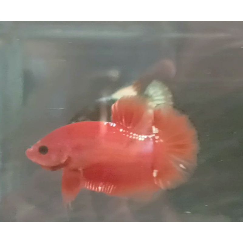 Jual fccp super red | Shopee Indonesia