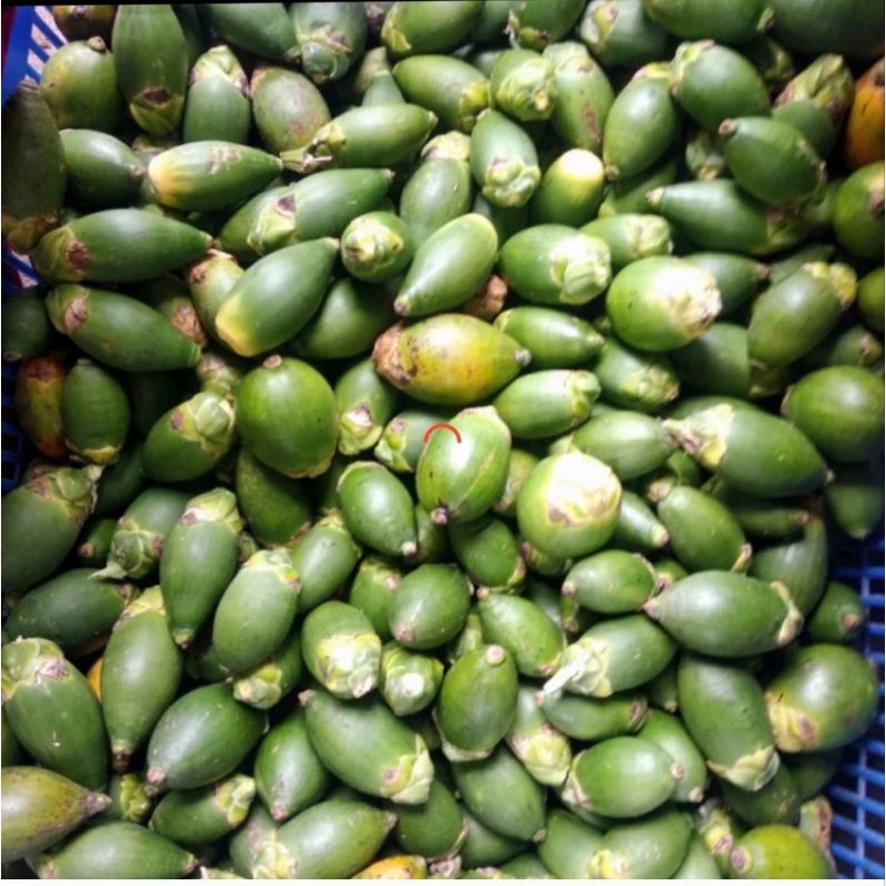 Jual Buah pinang jambe hijau fresh 10 pcs (biji) | Shopee Indonesia