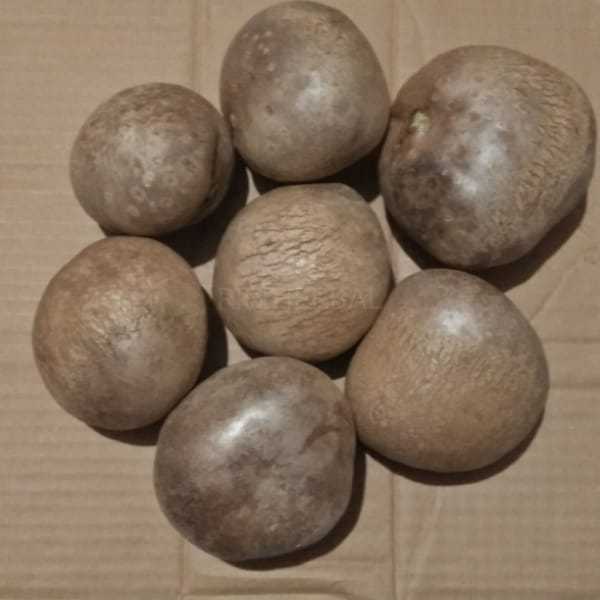 Jual Umbi Kentang Gantung Kentang Udara Segar | Shopee Indonesia