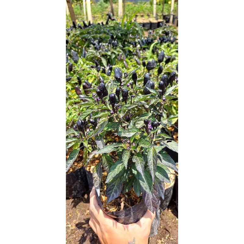 Jual Bibit Tanaman Cabai Hitam Black Knight / Cabe ( Sudah Berbunga ...