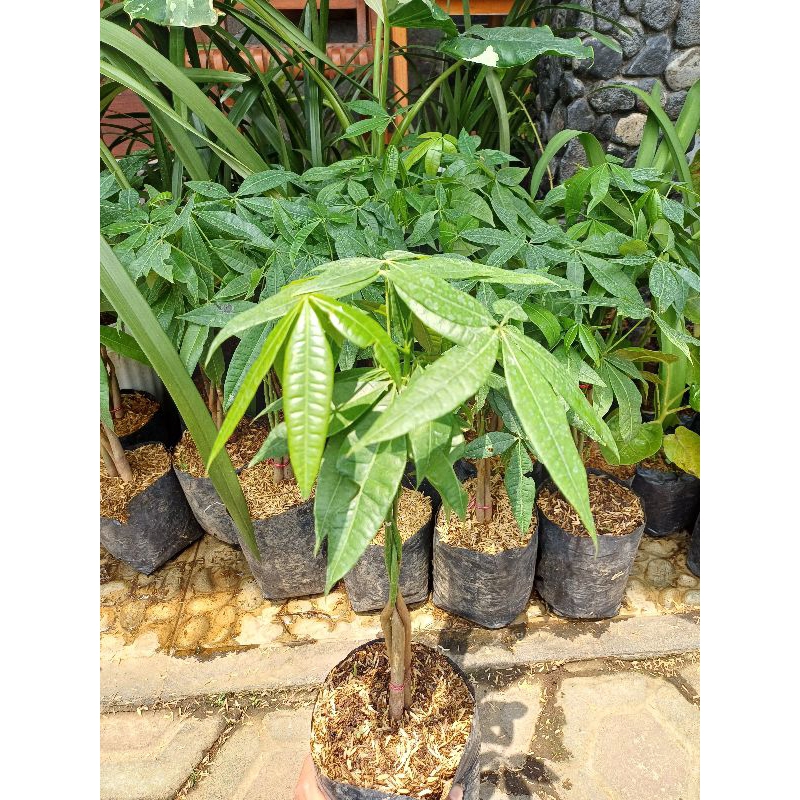 Jual Tanaman Hias Pohon Pachira / Pacira / Paxhira Kepang 3 | Shopee ...