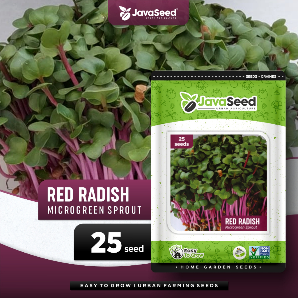 Jual JAVASEED - Benih Microgreen Lobak Merah Red Radish Sprout 25 Benih ...