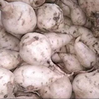 Jual UBI JALAR / TELO PENDEM 1KG | Shopee Indonesia