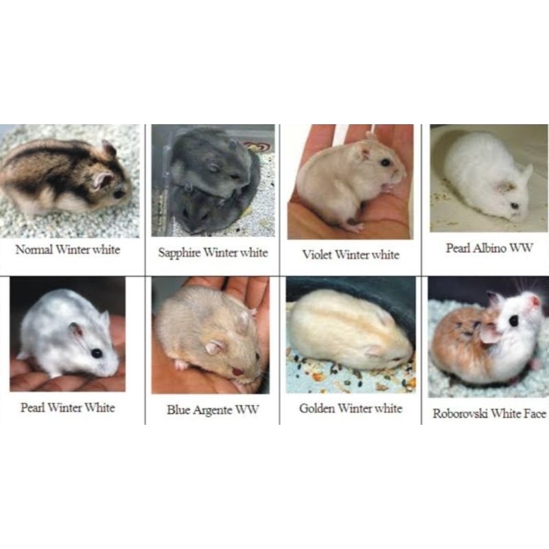 Jual Hamster Winter White || Tiger/Normal, Blue Argente, Saphire ...