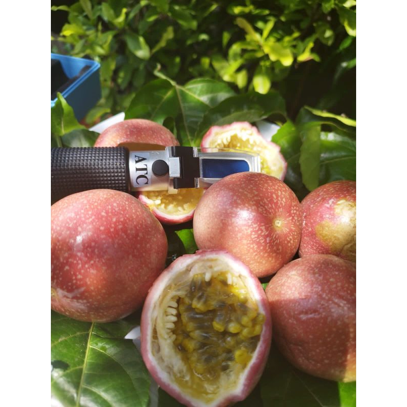 Jual Markisa kuning dan merah | Shopee Indonesia