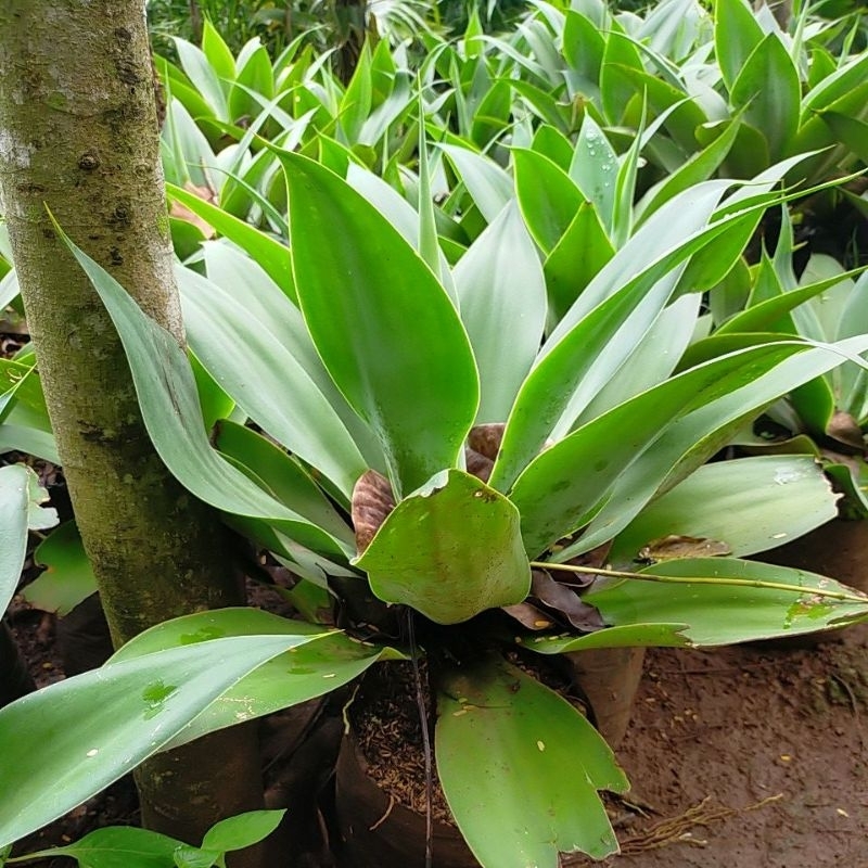 Jual Tanaman siklok Giant tanaman hias siklok hijau taman kering siklok ...