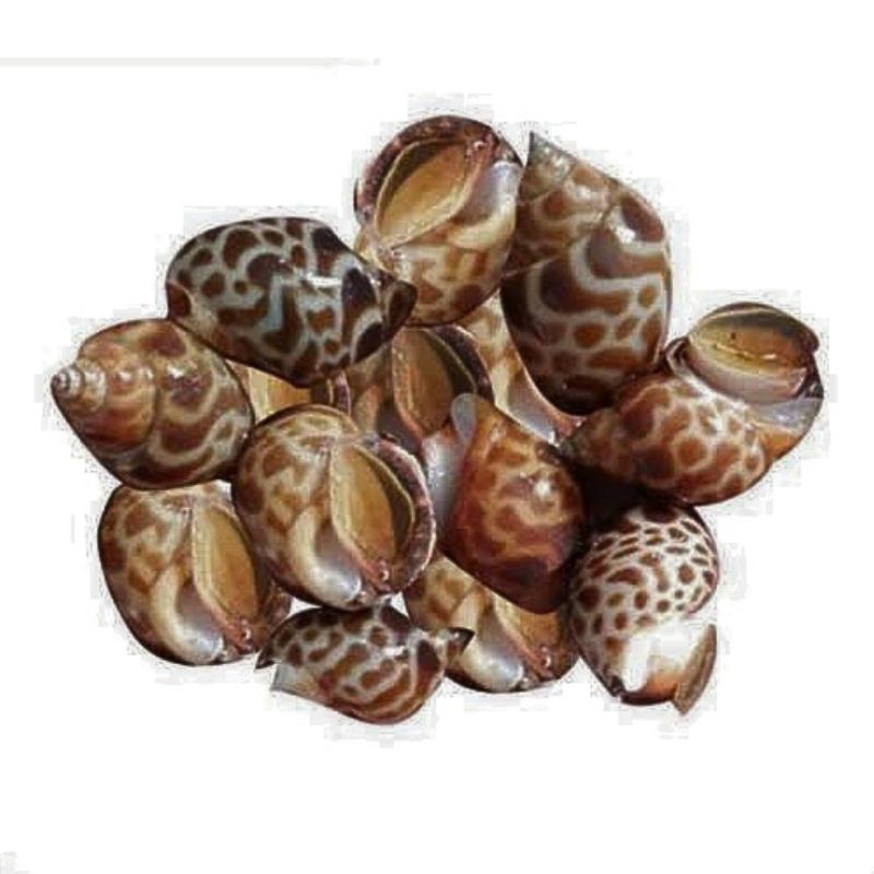 Jual Kerang Macan 1 kg / Keong Macan / Seafood 22 | Shopee Indonesia