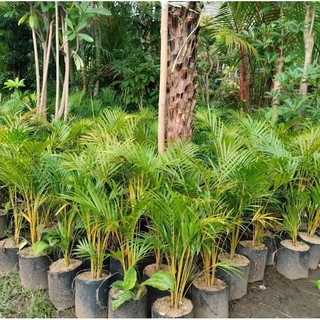 Jual (BISA COD) Tanaman Palem kuning ukuran 1meter / Pohon palem / palm ...