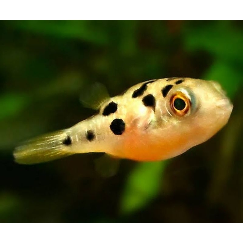 Jual mini puffer | Shopee Indonesia