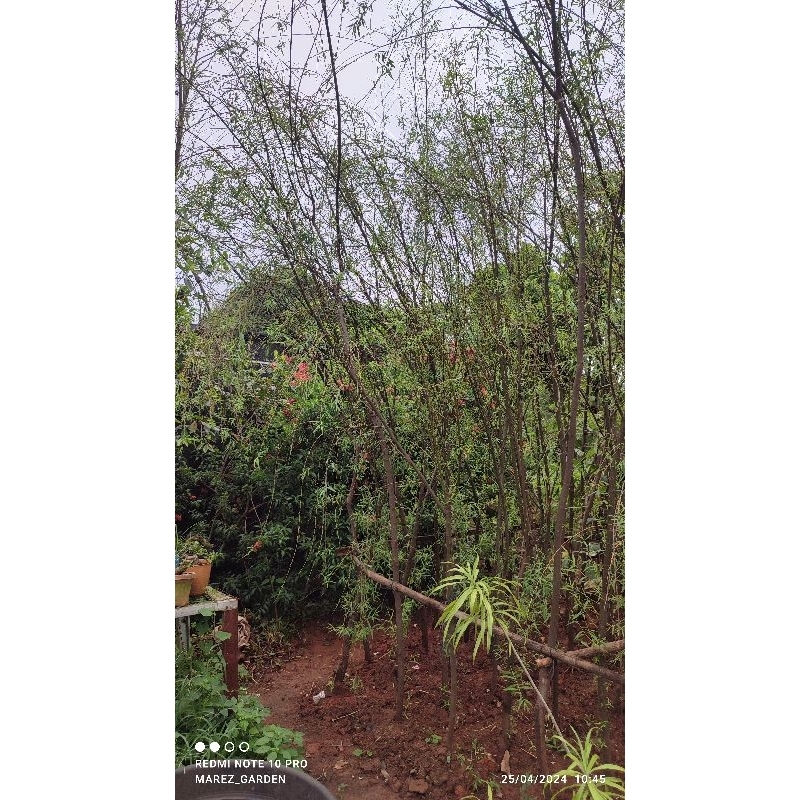 Jual pohon liang liu 3 meter | Shopee Indonesia