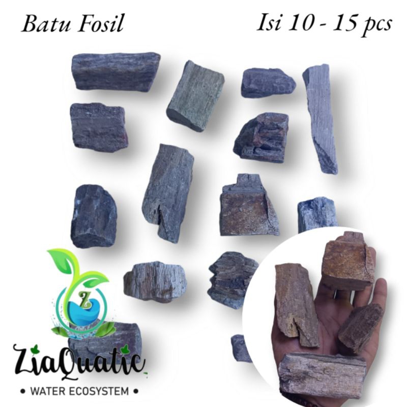 Jual Batu Terrarium Aquascape Paludarium - Batu Posil Size Kecil ...