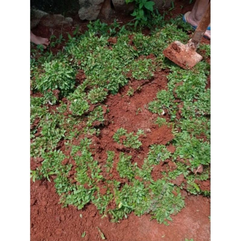 Jual KEBUN.MUKLIS - Rumput Gajah Mini Hijau Premium Sobekan Besar ...