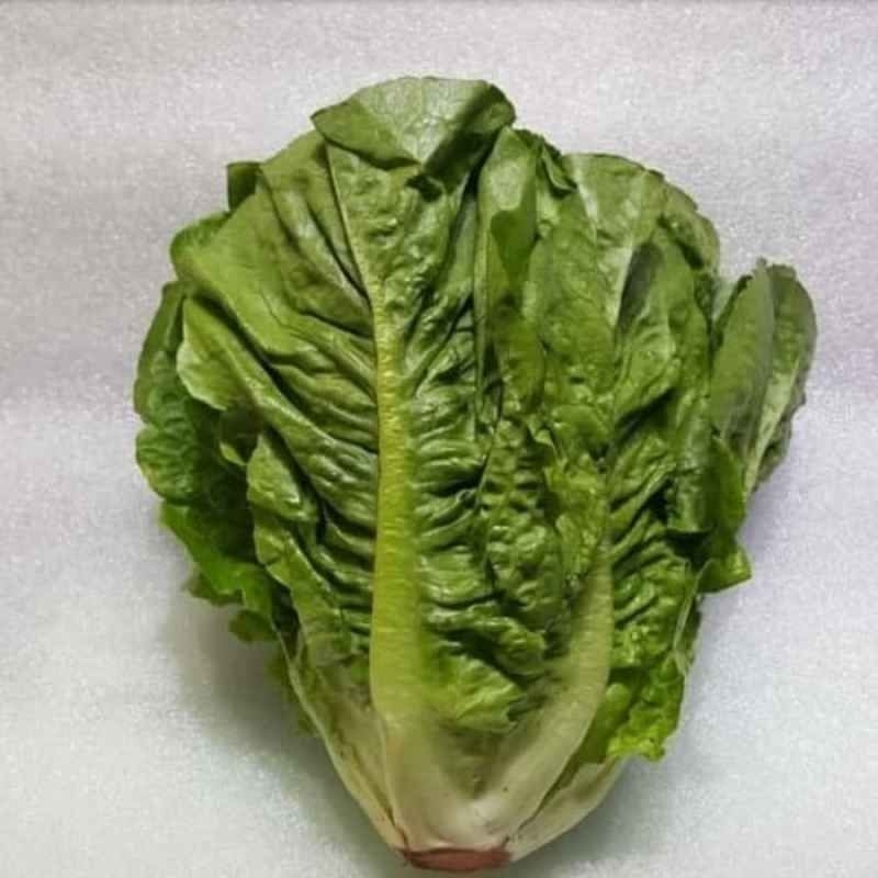 Jual lettuce romain 500grm | Shopee Indonesia