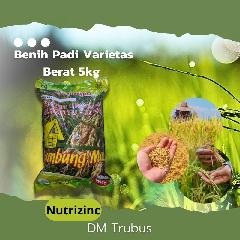Jual Benih Padi Inpari Varietas Nutrizinc Inpari IR Nutri Zinc Berat ...