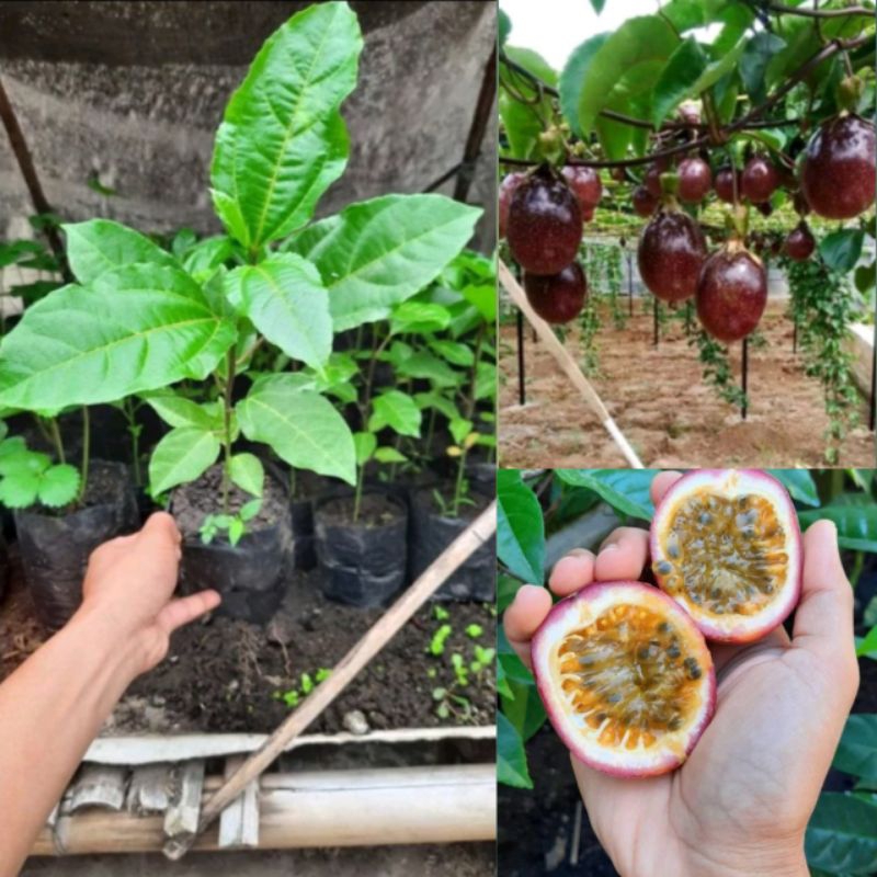 Jual Bibit tanaman buah markisa ungu manis (BELI 5 GRATIS 1) | Shopee Indonesia