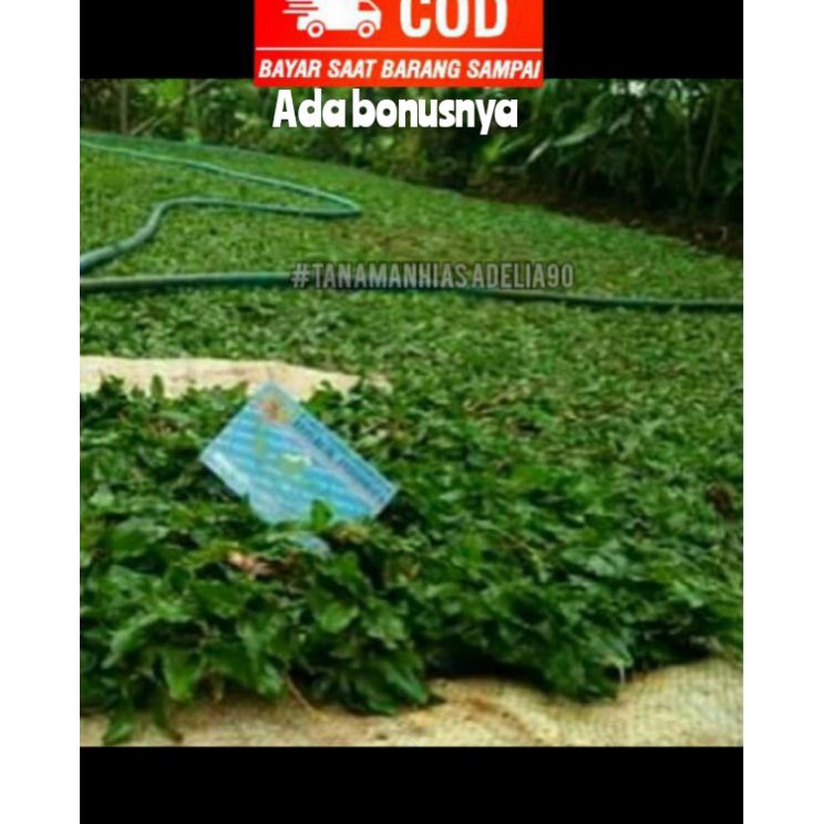 Jual Model Baru Rumput gajah mini 1cm 1 meter bibit tanam berjarak ...