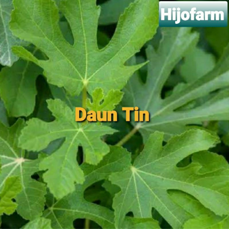 Jual Daun Tin Segar 5 Lembar | Shopee Indonesia