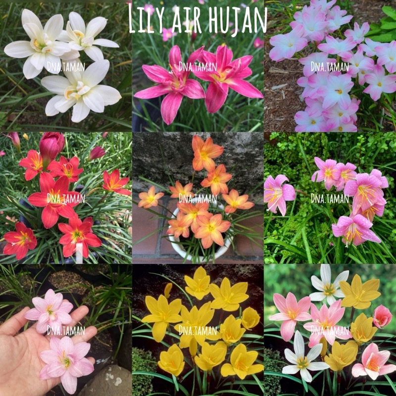 Jual PROMO!!!TANAMAN HIAS BUNGA LILY AIR HUJAN//TANAMAN HIAS BUNGA LILY ...