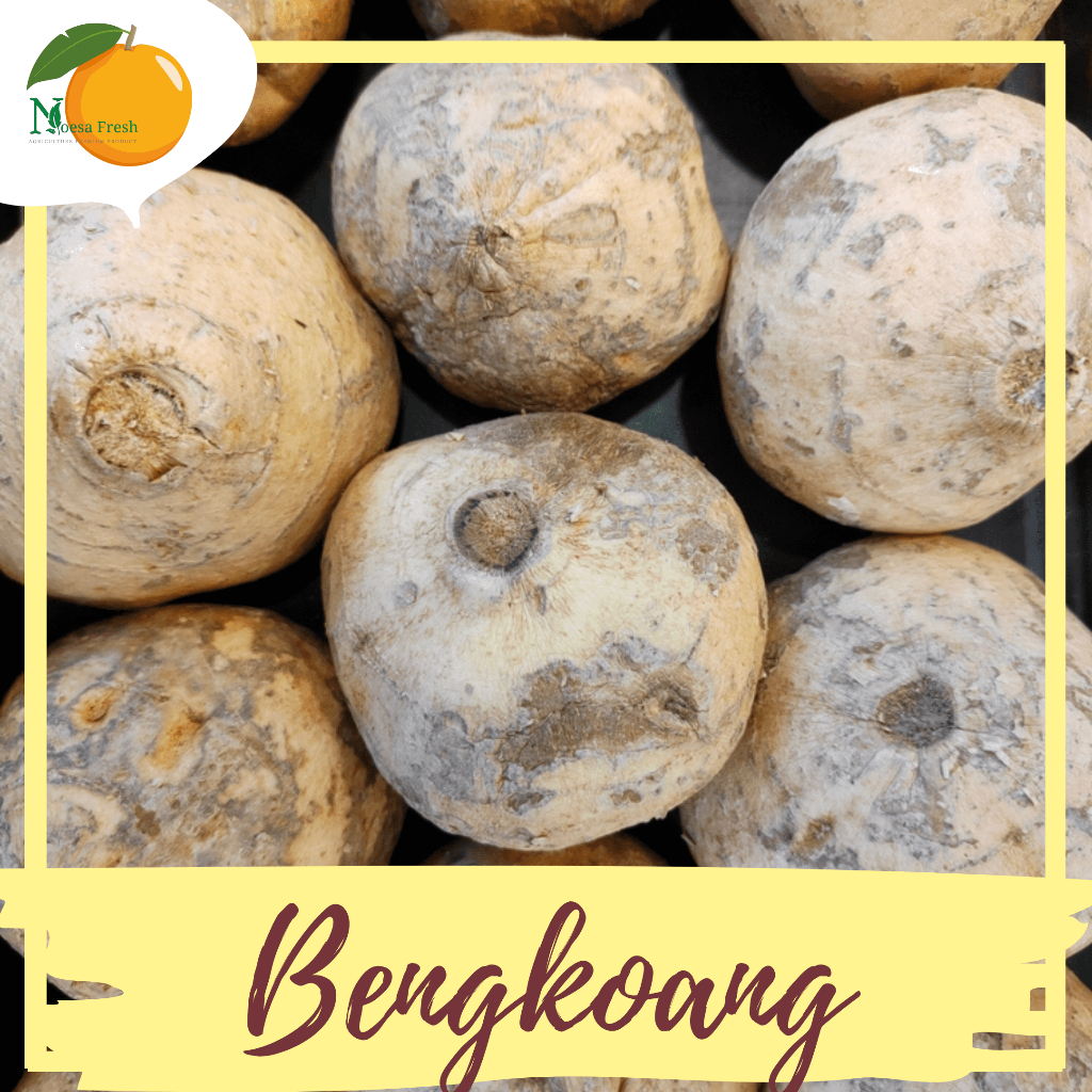 Jual Bengkoang Fresh 1kg | Bengkoang Segar | Shopee Indonesia