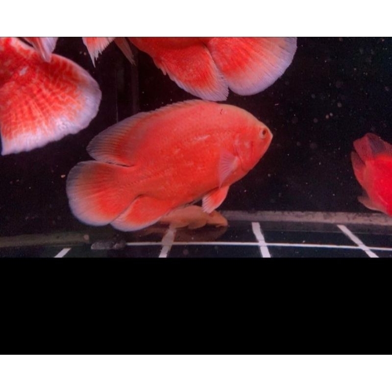 Jual Ikan Hias Oscar RED Paris Chilli Tankmate Jumbo | Shopee Indonesia