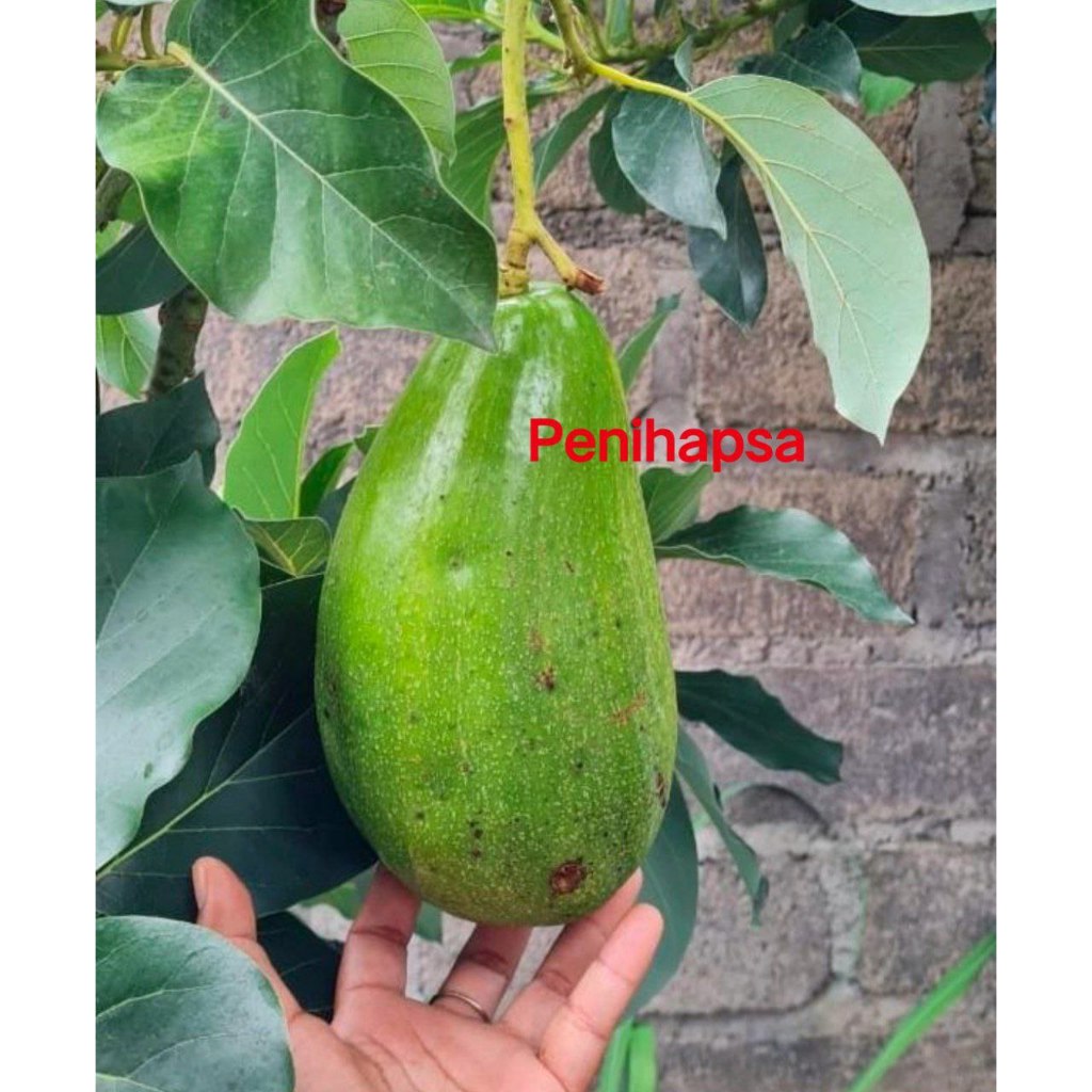 Jual Bibit indukan alpukat aligator jumbo batang besar super rimbun ...