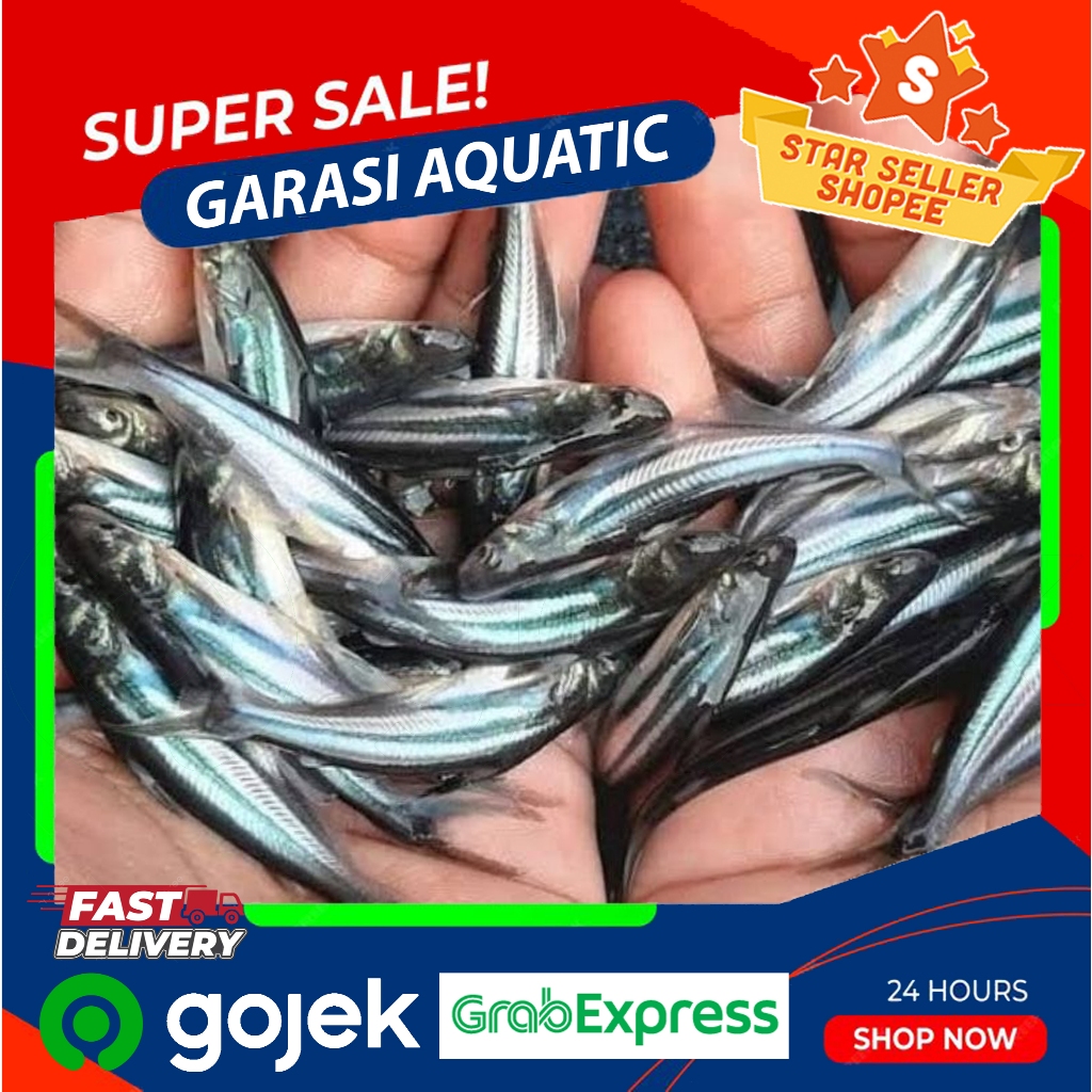 Jual bibit ikan patin ukuran 6-7cm | Shopee Indonesia