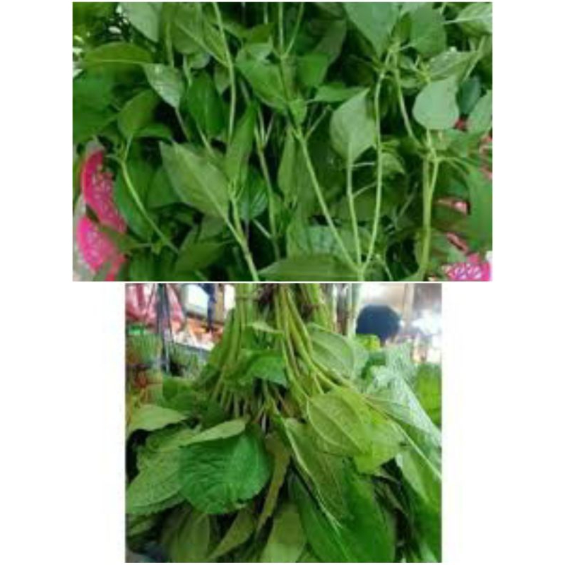 Jual Daun kemangi, lalap popohan | Shopee Indonesia
