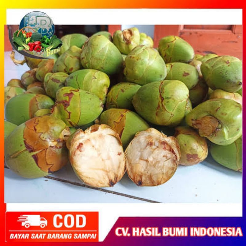 Jual Tembuluk buah kelapa kecil segar Beluluk kelapa pentil buruluk ...