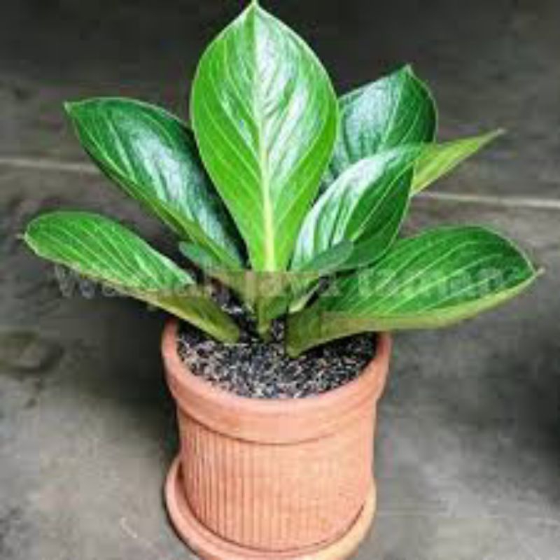 Jual ( BISA COD ) PROMO! Tanaman Hias Anthurium Jenmani Cobra Tanaman ...