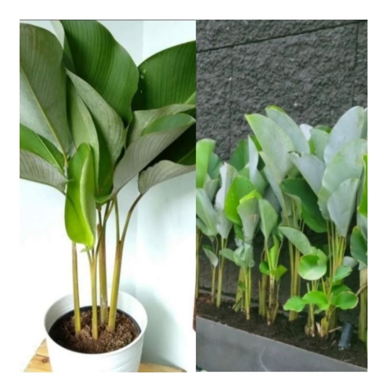 Jual Tanaman hias calathea lutea,pisang pisangan/ calathea pisang katak ...