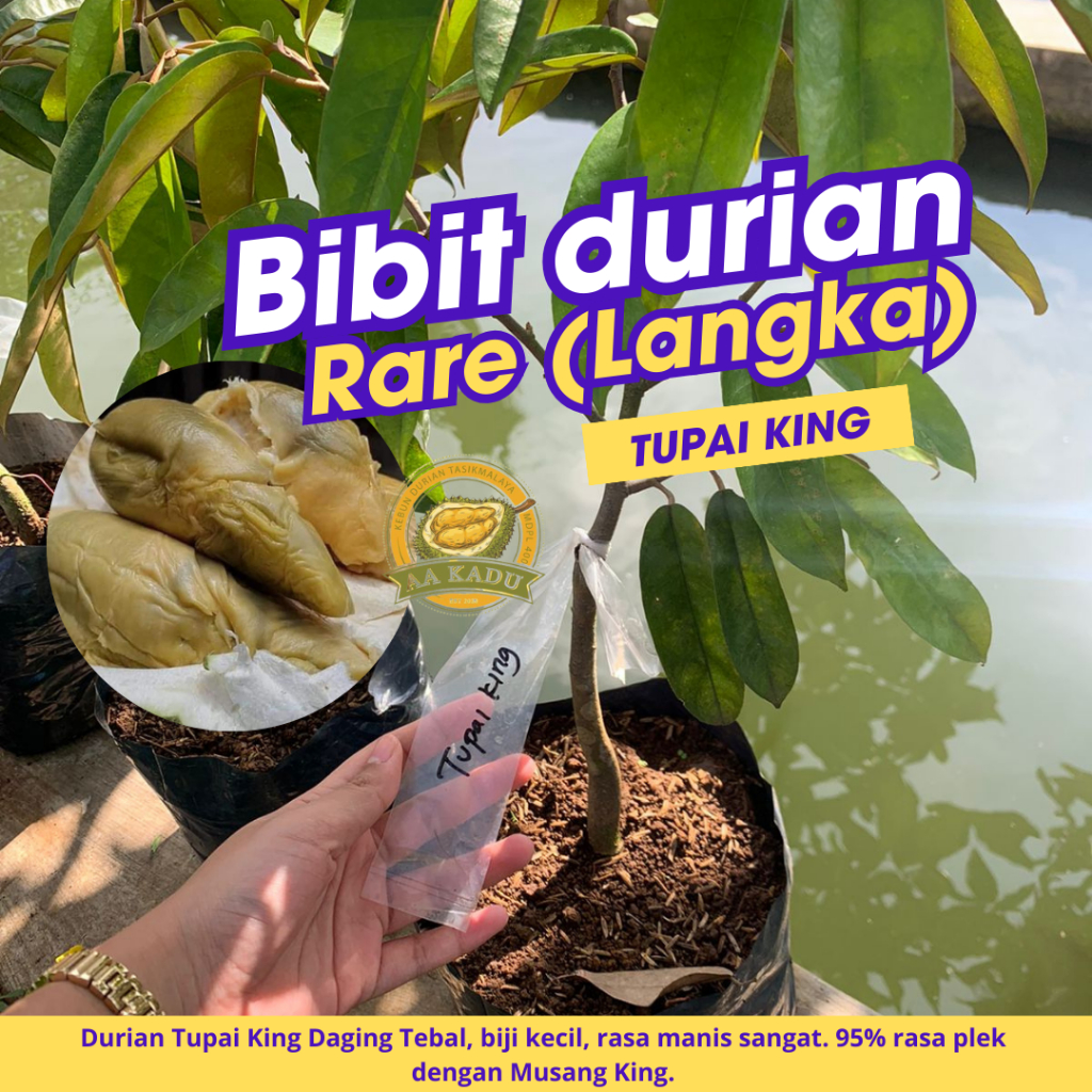 Jual Bibit Durian Rare (Langka) Tupai King, Jacksparrow durian unggulan ...