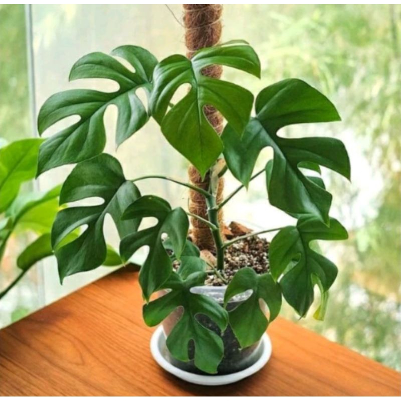 Jual Tanaman Hias Monstera Raphidopora Pertusa / Tanaman Raphidopora ...