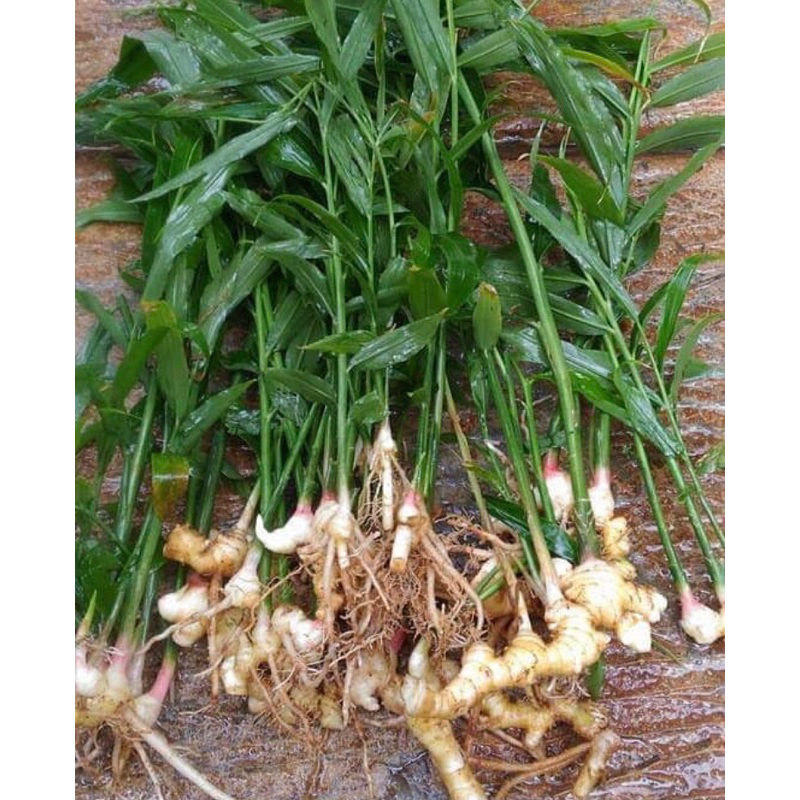 Jual BIBIT JAHE EMPRIT/PUTIH (bukan jahe gajah) | Shopee Indonesia