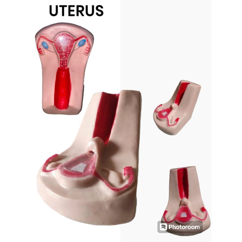 Jual UTERUS /PHANTOM UTERUS SPIRAL/ANATOMI UTERUS RAHIM/MANEKIN UTERUS ...