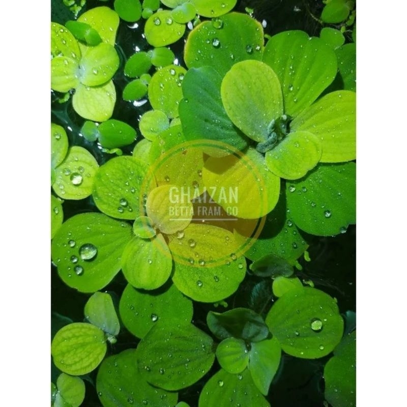 Jual tanaman apu apu tanaman apung akar panjang isi produk 10 tunas ...