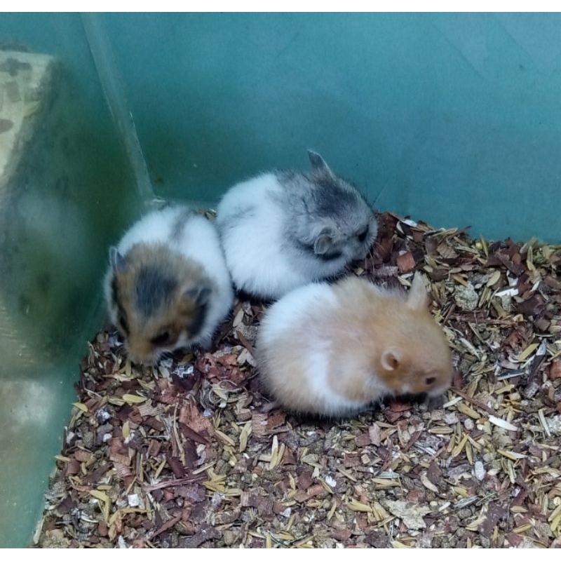 Jual box hamster syrian murah pulau jawa | Shopee Indonesia