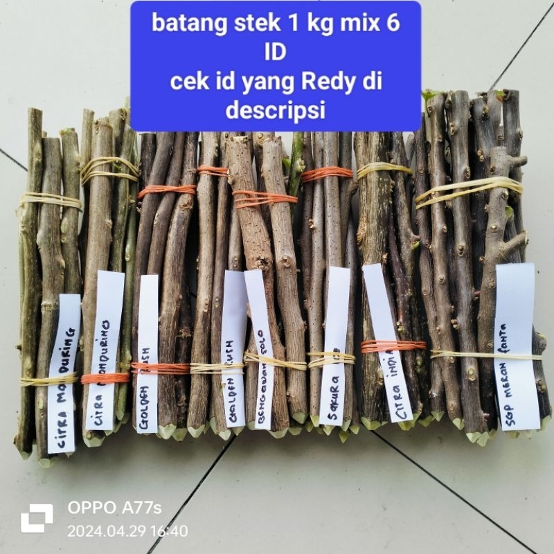 Jual BATANG STEK BOUGENVILLE MIX 6 ID 1KG | Shopee Indonesia