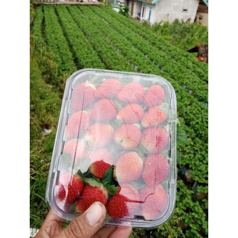 Jual ½KG STROBERY FRESH GRADE JUMBO PREMIUM | STROBERY FROZEN ...