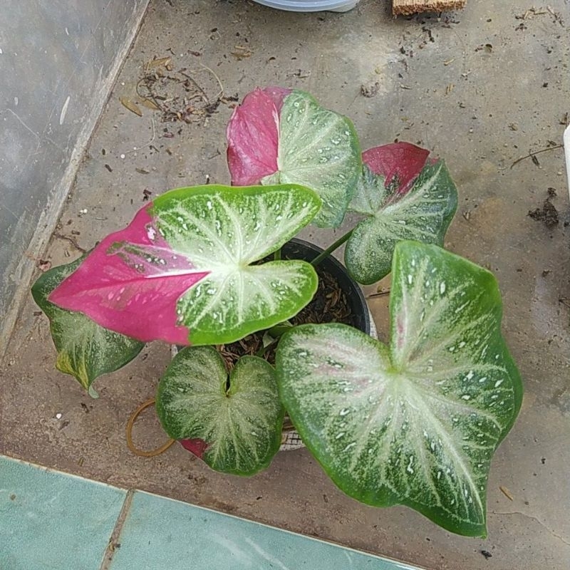 Jual keladi cat tumpah size remaja (shy cool catum) | Shopee Indonesia