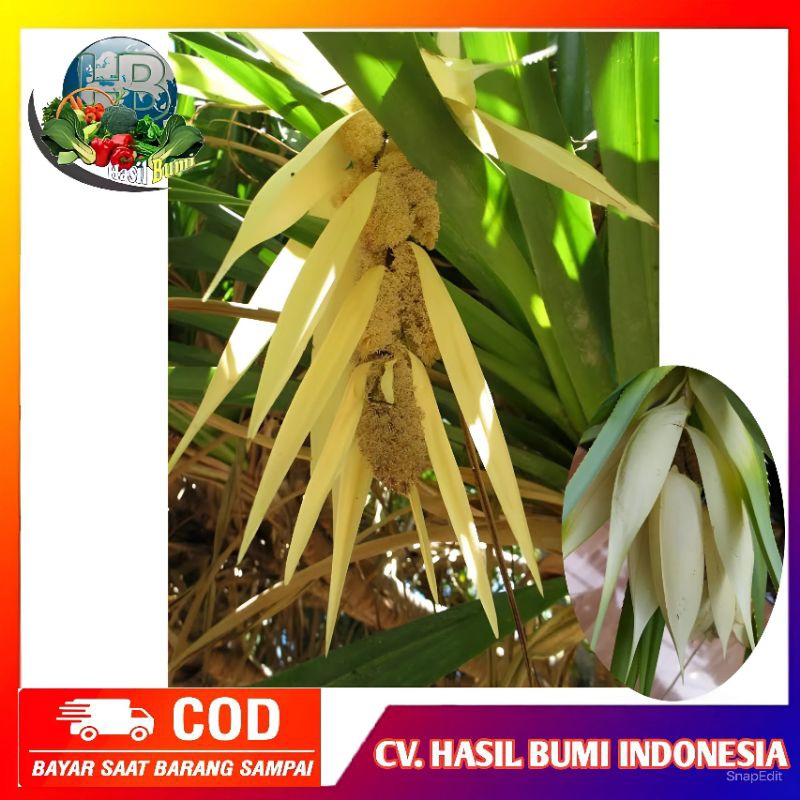 Jual Bunga pandan duri segar pandan laut di petik saat orderan masuk ...